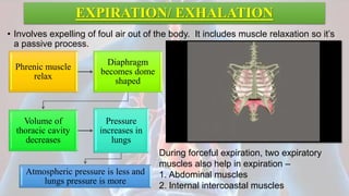 Breathing and exchange of gases | PPTX