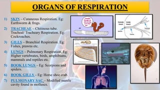 Breathing and exchange of gases | PPTX