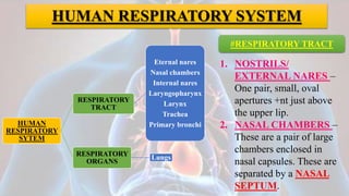 Breathing and exchange of gases | PPTX