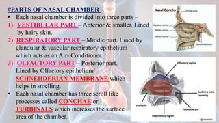 Breathing and exchange of gases | PPTX