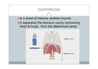 Breathing exercises.physiotherapy.improve breathing.pdf