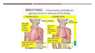 Breathing exercises, types, indications, containdications.pptx | Death, Injury, or Military ...