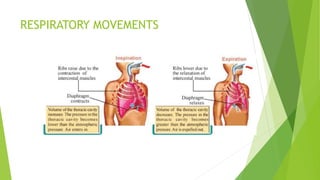 BREATHING FOR ENERGY CLASS 9 TOPIC PPT.pptx