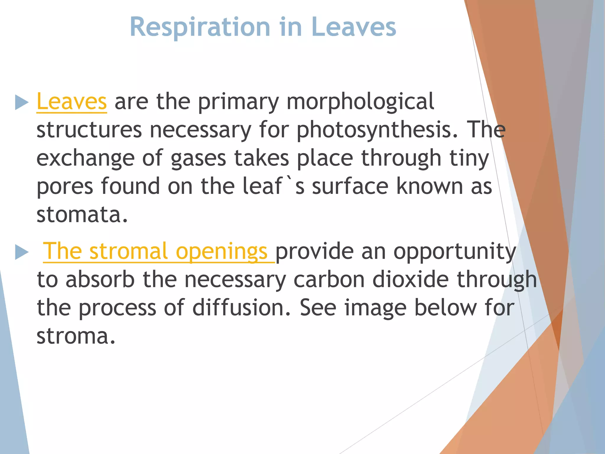 Breathing in plants | PPTX