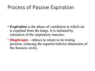 BREATHING MECHANISM IN RESPIRATORY PHYSIOLOGY | PPTX | Lung and ...