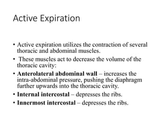 BREATHING MECHANISM IN RESPIRATORY PHYSIOLOGY | PPTX | Lung and ...
