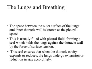 BREATHING MECHANISM IN RESPIRATORY PHYSIOLOGY | PPTX | Lung and ...