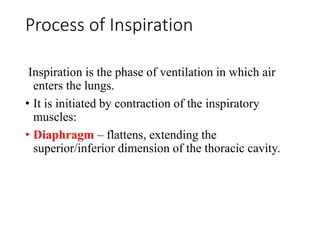 BREATHING MECHANISM IN RESPIRATORY PHYSIOLOGY | PPTX | Lung and ...