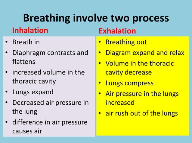 Breathing mechanism | PPT