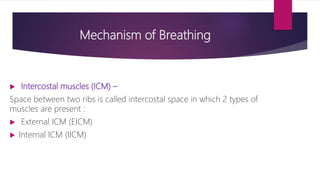 Class XI Breathing and Exchange of gases Breathing Mechanism | PPTX