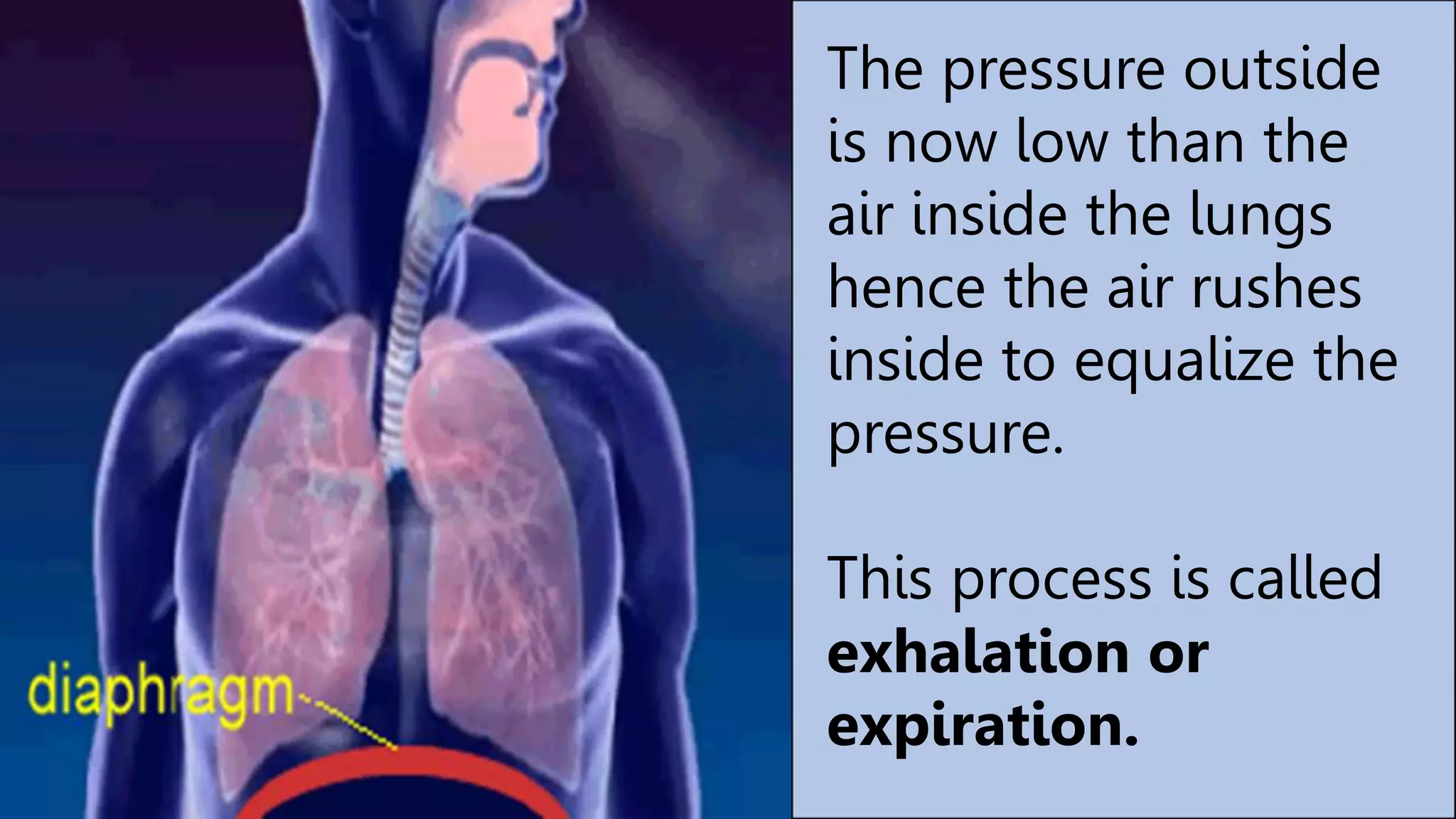 Breathing Mechanism.pptx