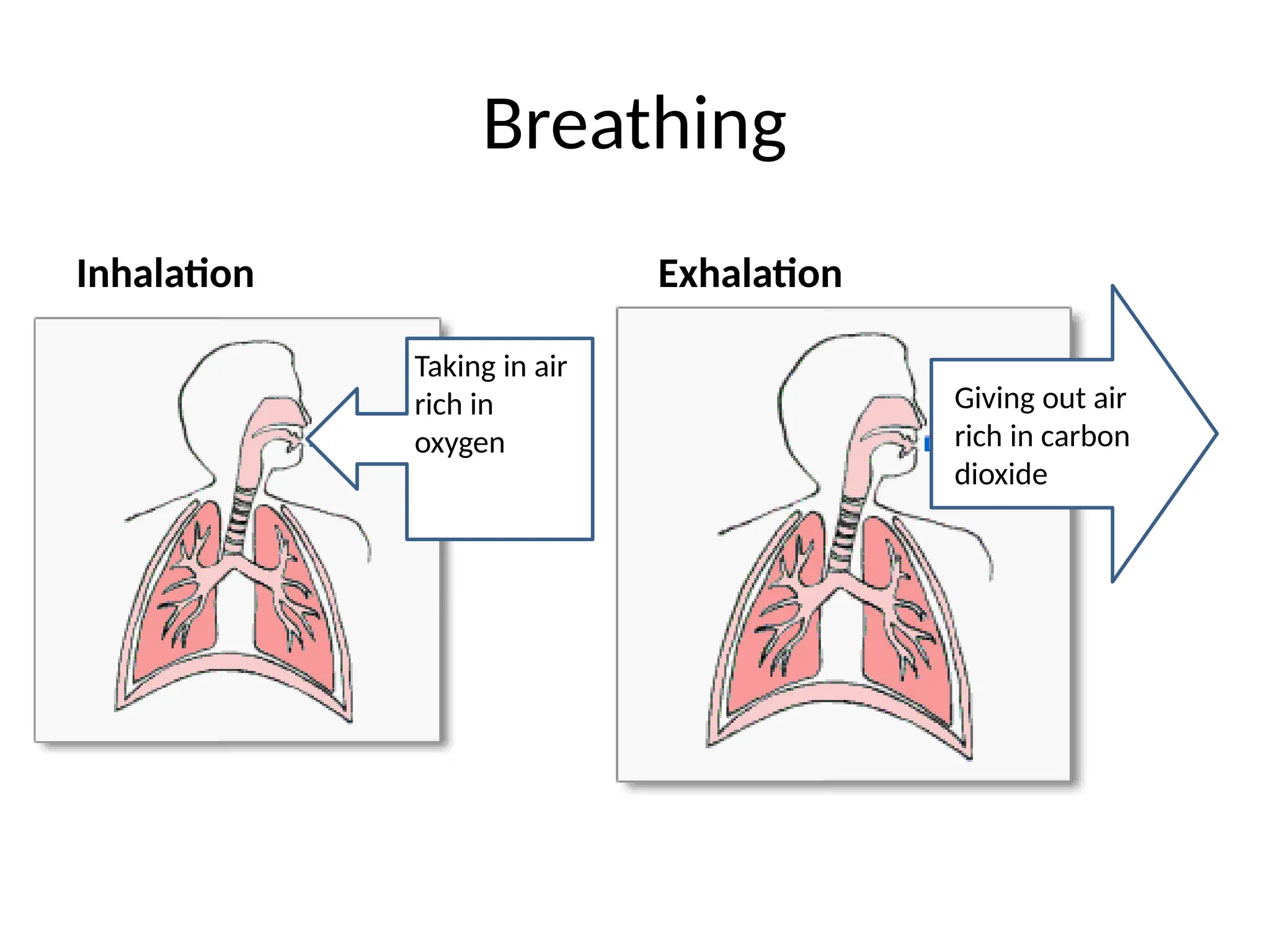breathing presentation subtopic in the chapter respirationJoe.pptx