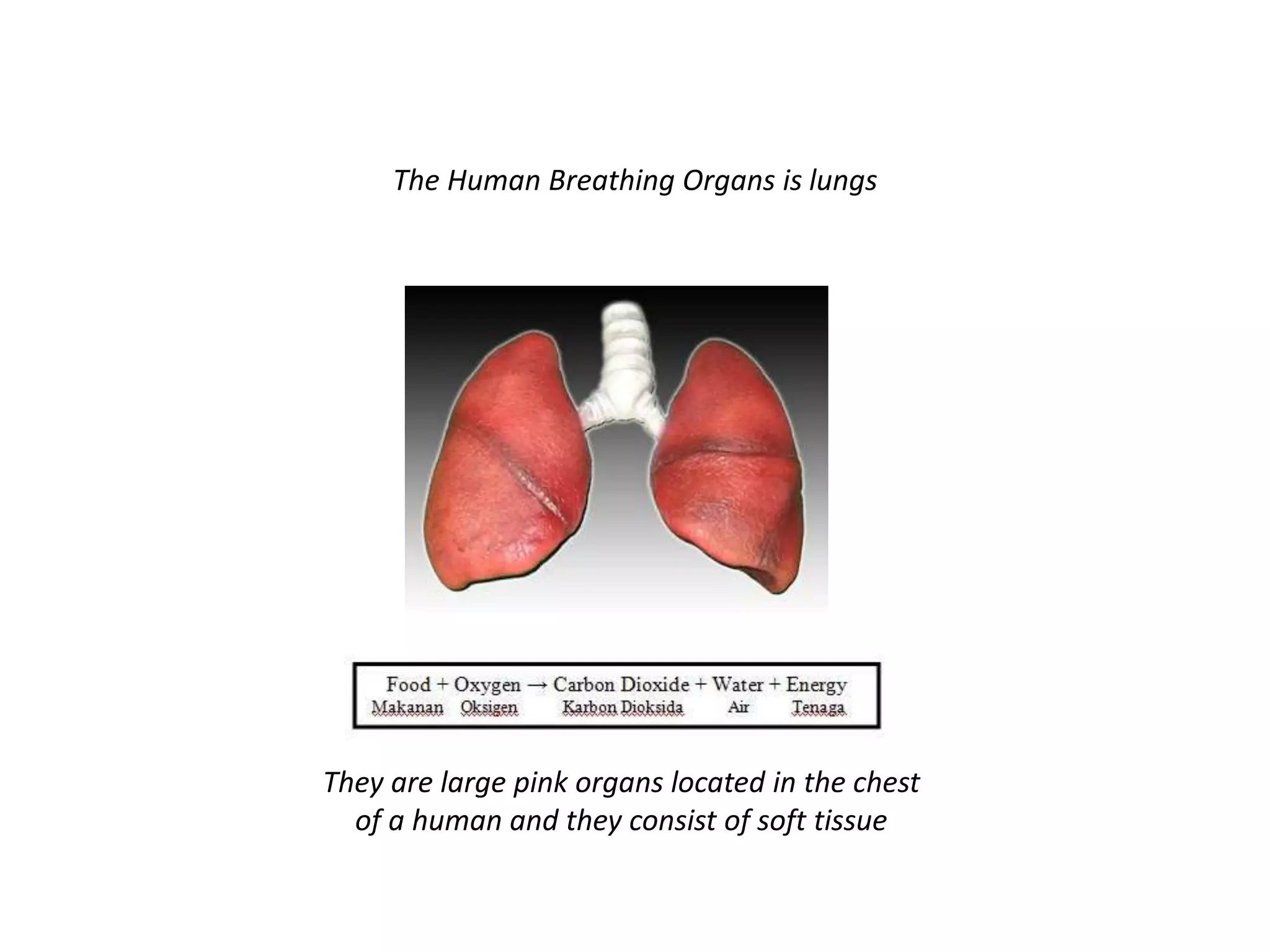 Breathing process | PPTX
