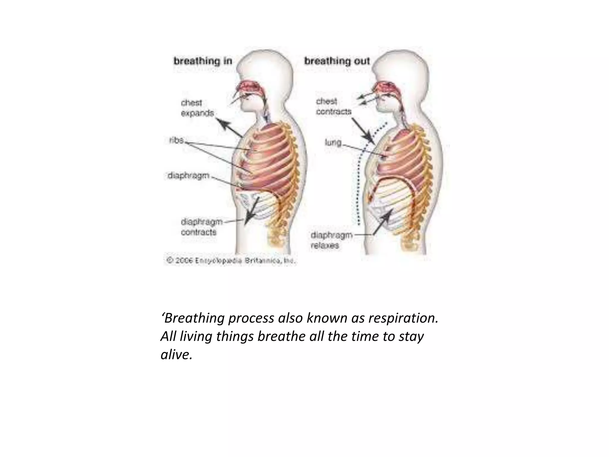 Breathing process | PPT