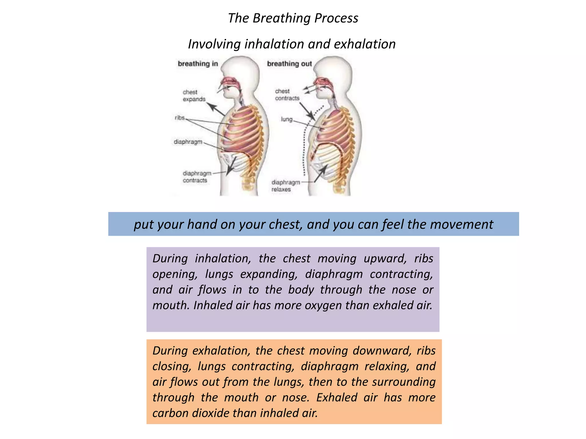 Breathing process | PPT
