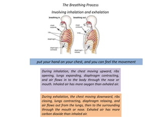 Breathing process | PPT