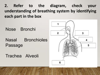 Breathing System.ppt