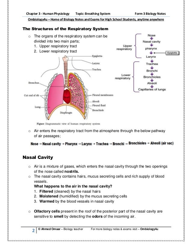 Breathing System Form 3 Biology Best Notes by Ahmed Omaar | PDF