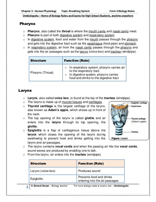 Breathing System Form 3 Biology Best Notes by Ahmed Omaar | PDF