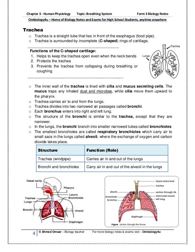 Breathing System Form 3 Biology Best Notes by Ahmed Omaar | PDF