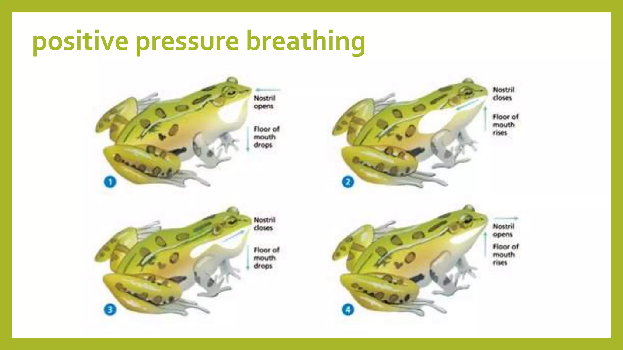 Lung capacity, tidal volume and mechanics of breathing | PPTX