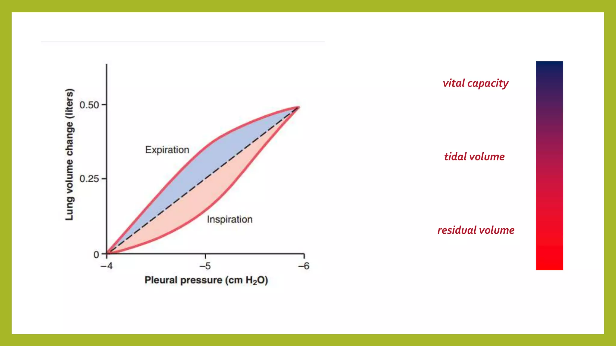 Lung capacity, tidal volume and mechanics of breathing | PPTX