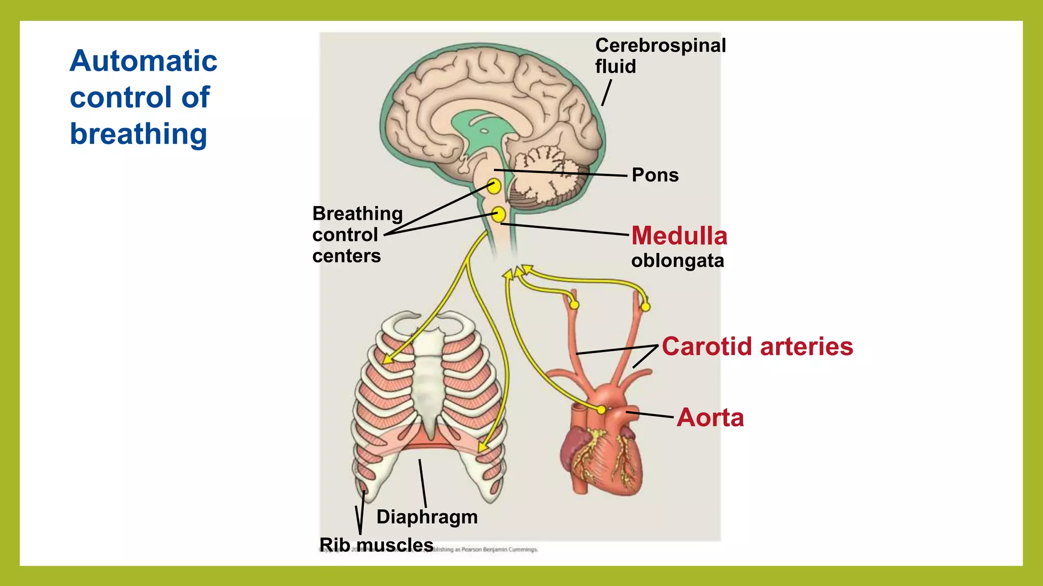 Lung capacity, tidal volume and mechanics of breathing | PPTX