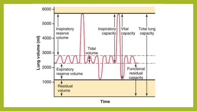 Lung capacity, tidal volume and mechanics of breathing | PPTX | Lung ...