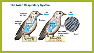 Lung capacity, tidal volume and mechanics of breathing | PPTX