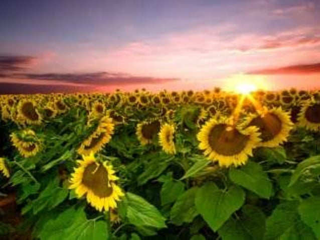 Breathtaking Examples of Nature Photography | PPT