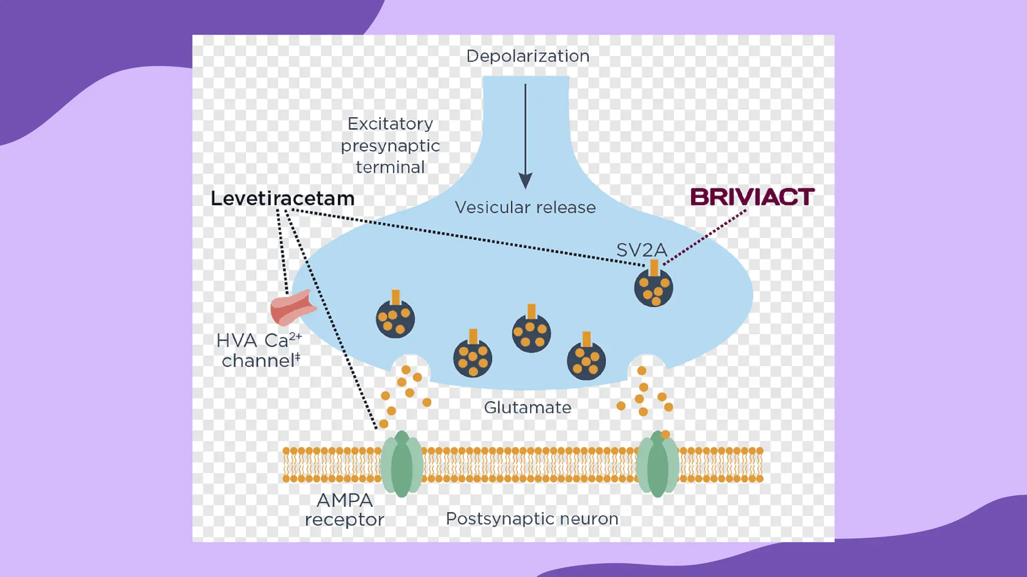 Breceta ( brevaracetam) a new generation antiepileptic drugs | PPTX