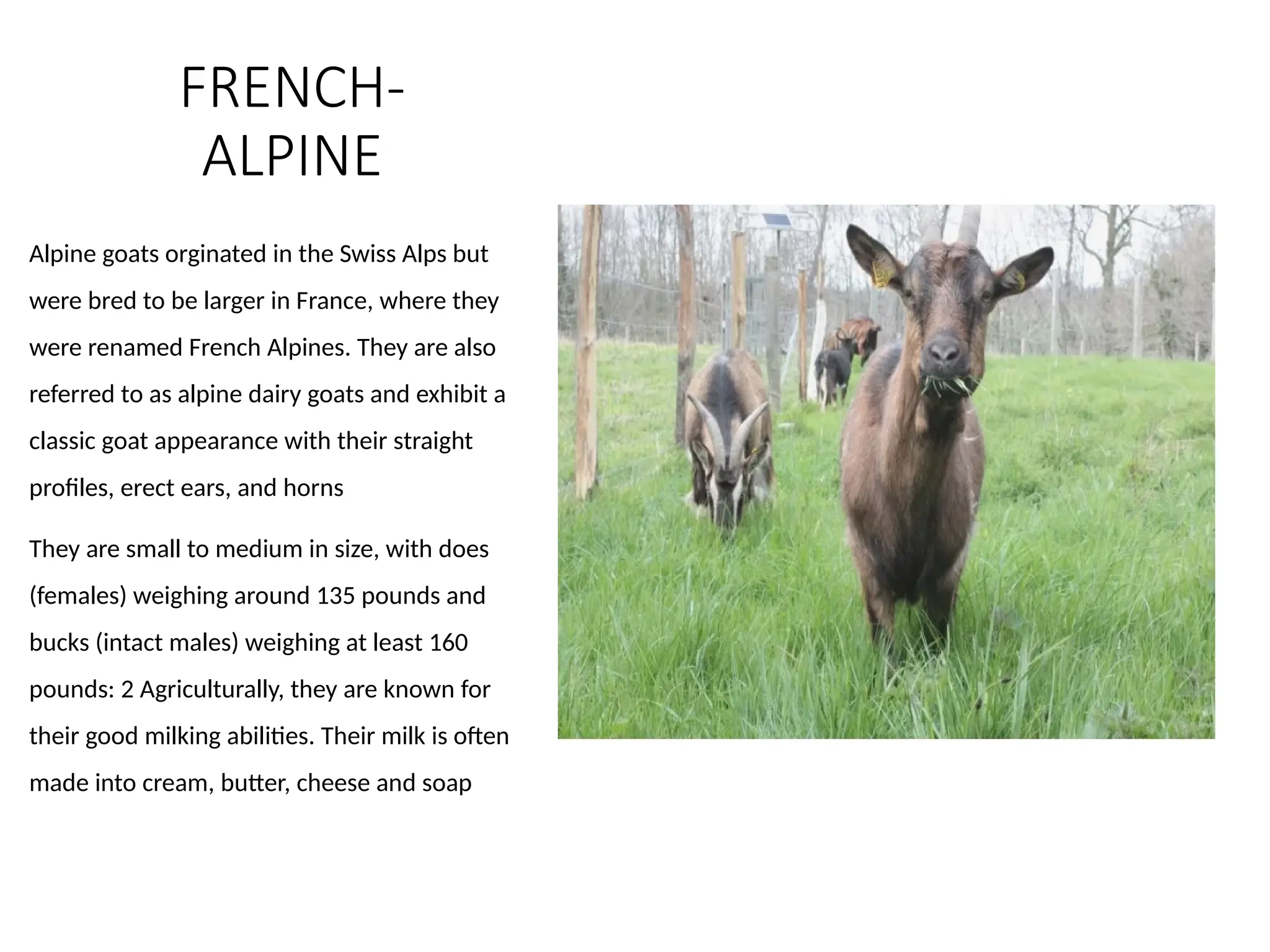 THE GENERAL BREEDS OF GOATS ARE ALL BREEDS | PPTX
