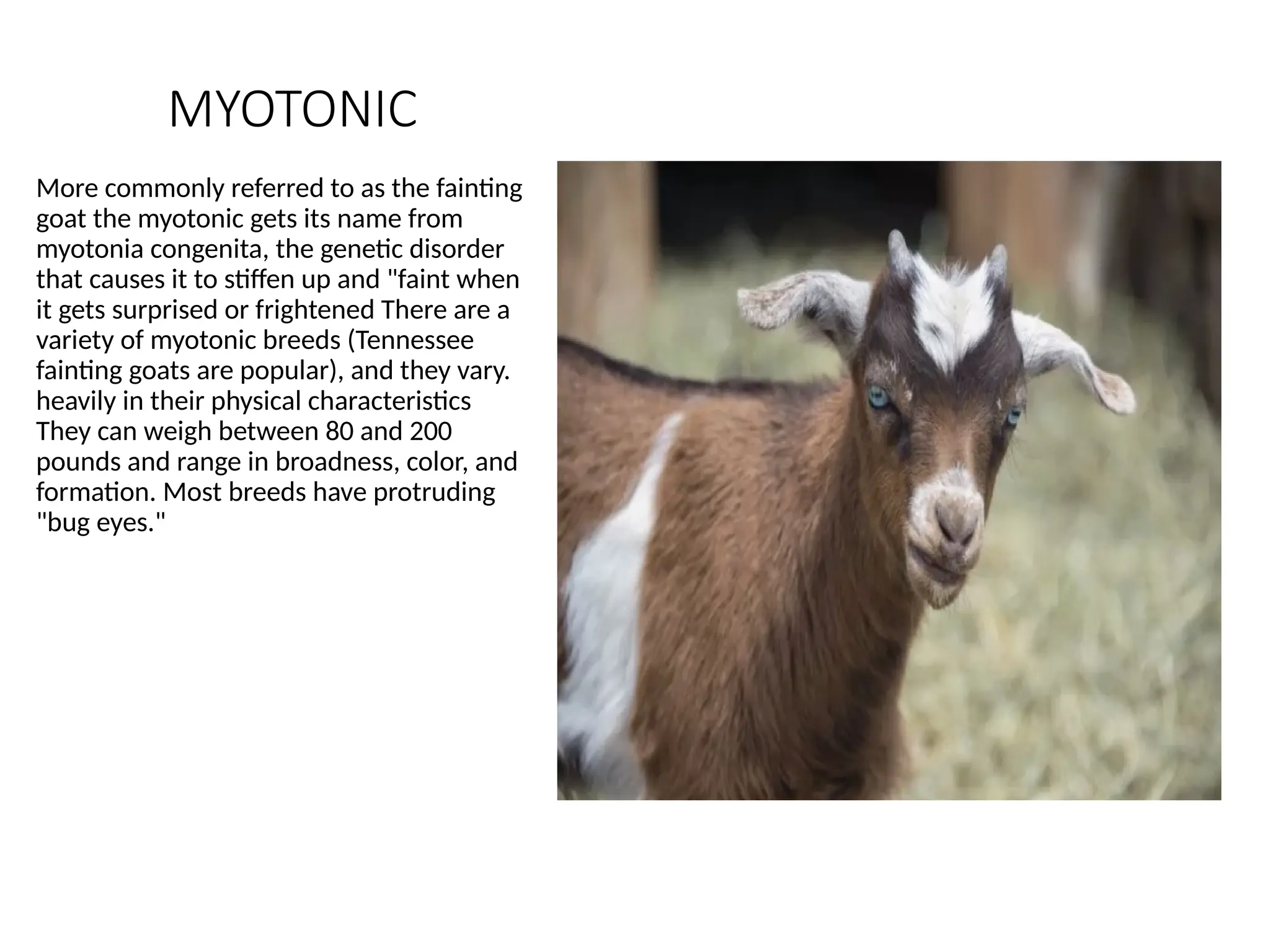 THE GENERAL BREEDS OF GOATS ARE ALL BREEDS | PPTX