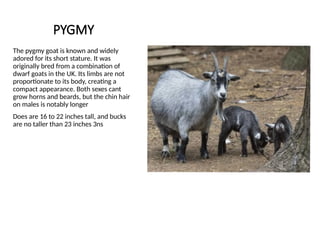 THE GENERAL BREEDS OF GOATS ARE ALL BREEDS | PPTX