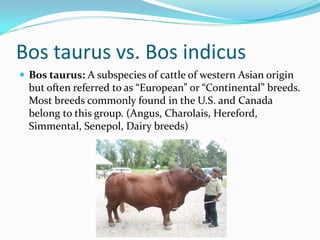 breed_charac_cattle_species_and characteristics .ppt