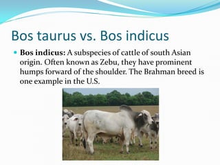 breed_charac_cattle_species_and characteristics .ppt