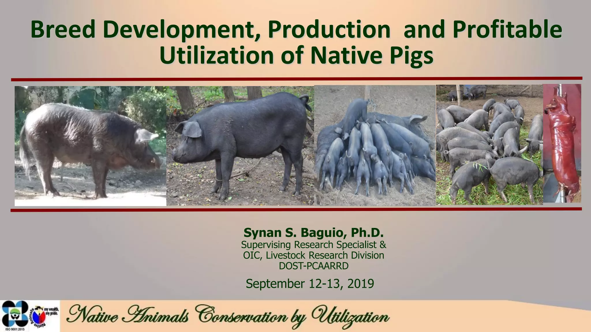 Breed development, production and commecial utilization of native pigs ...
