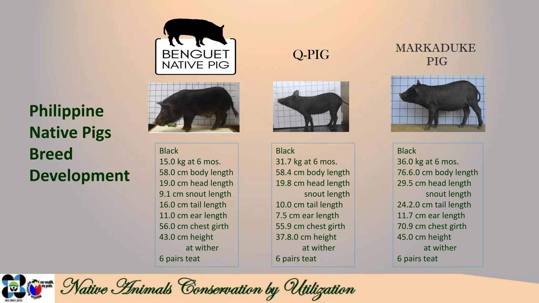 Breed development, production and commecial utilization of native pigs ...
