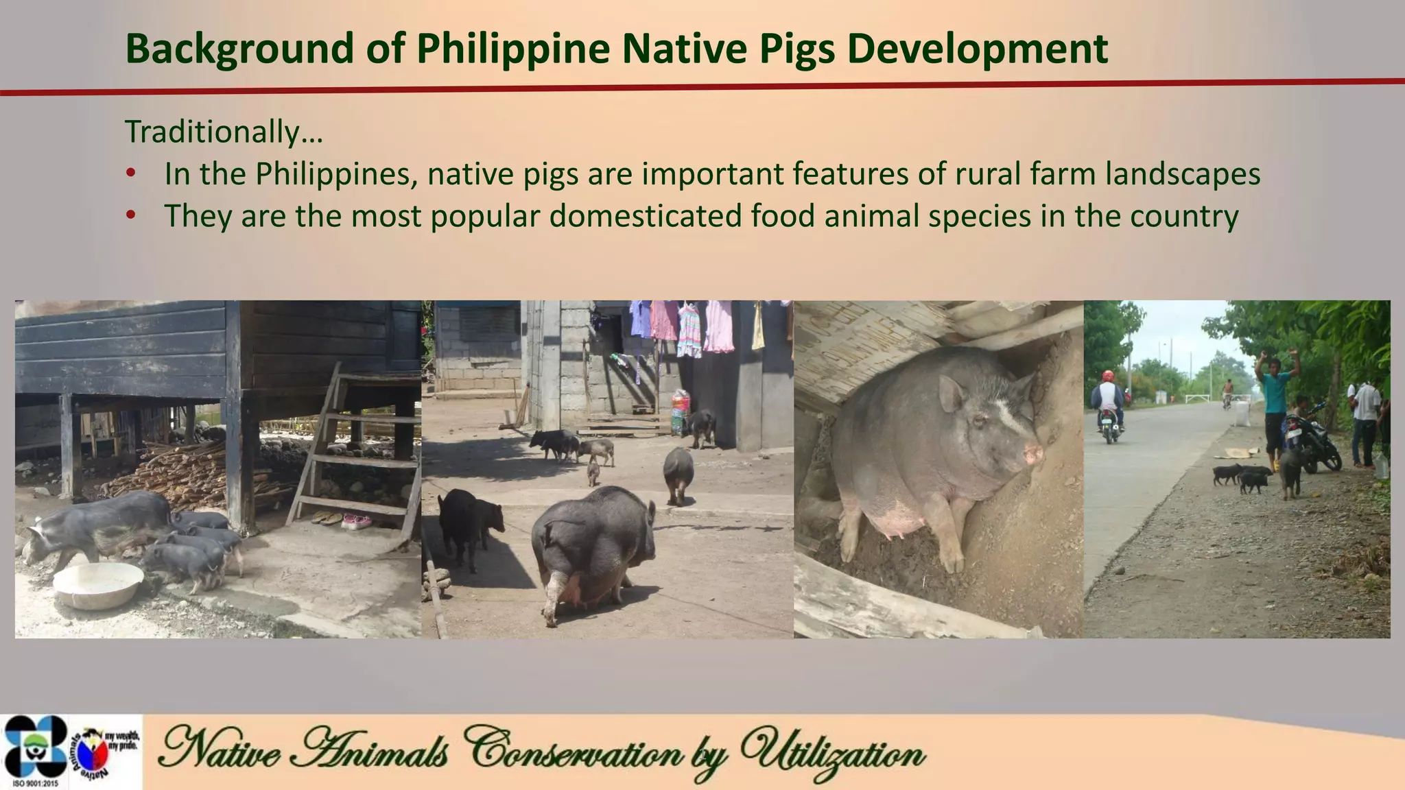 Breed development, production and commecial utilization of native pigs ...