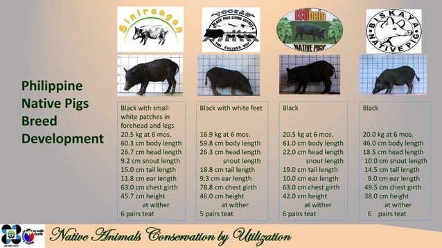 Breed development, production and commecial utilization of native pigs ...