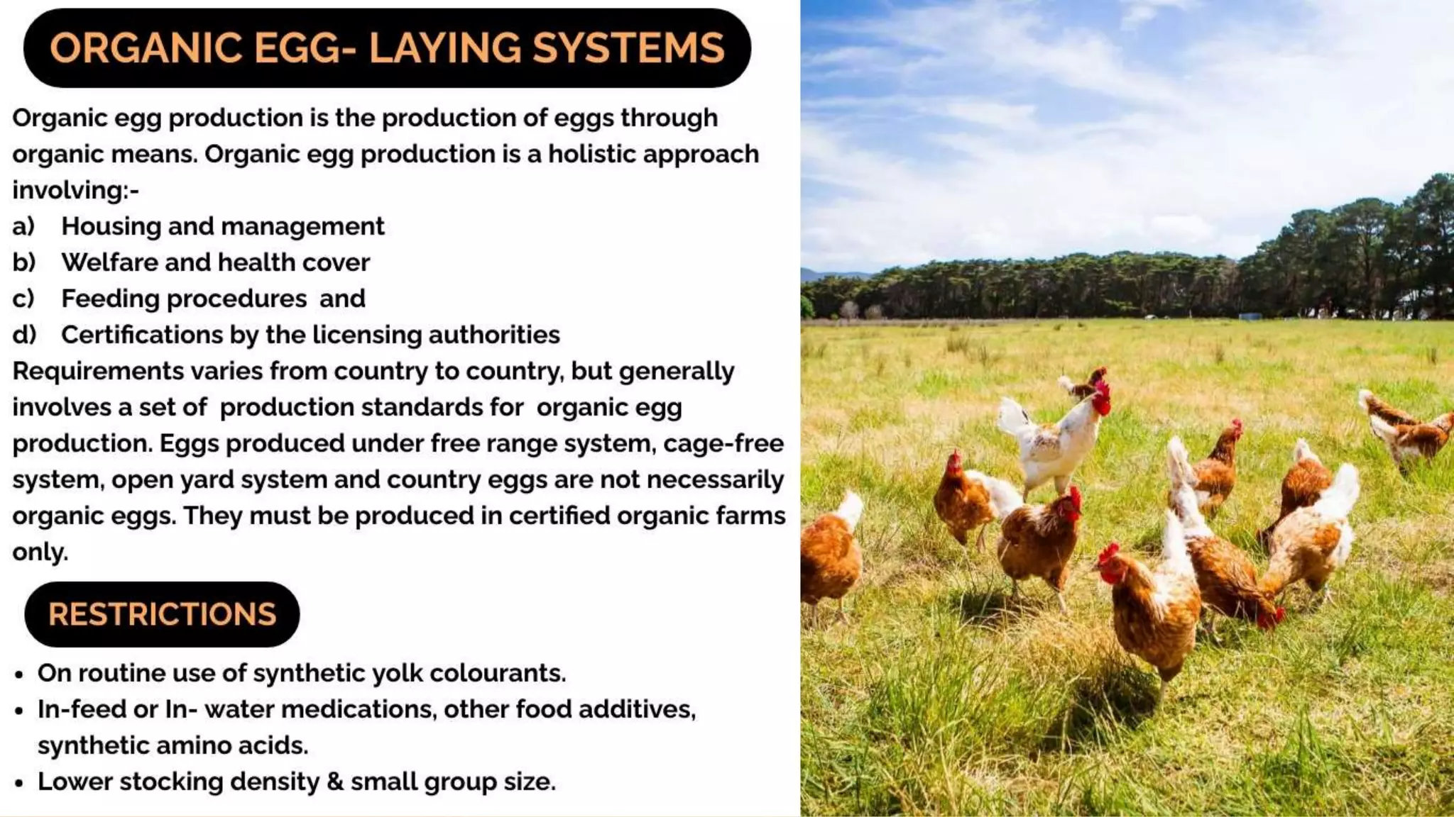 Breeder management in poultry | PPTX