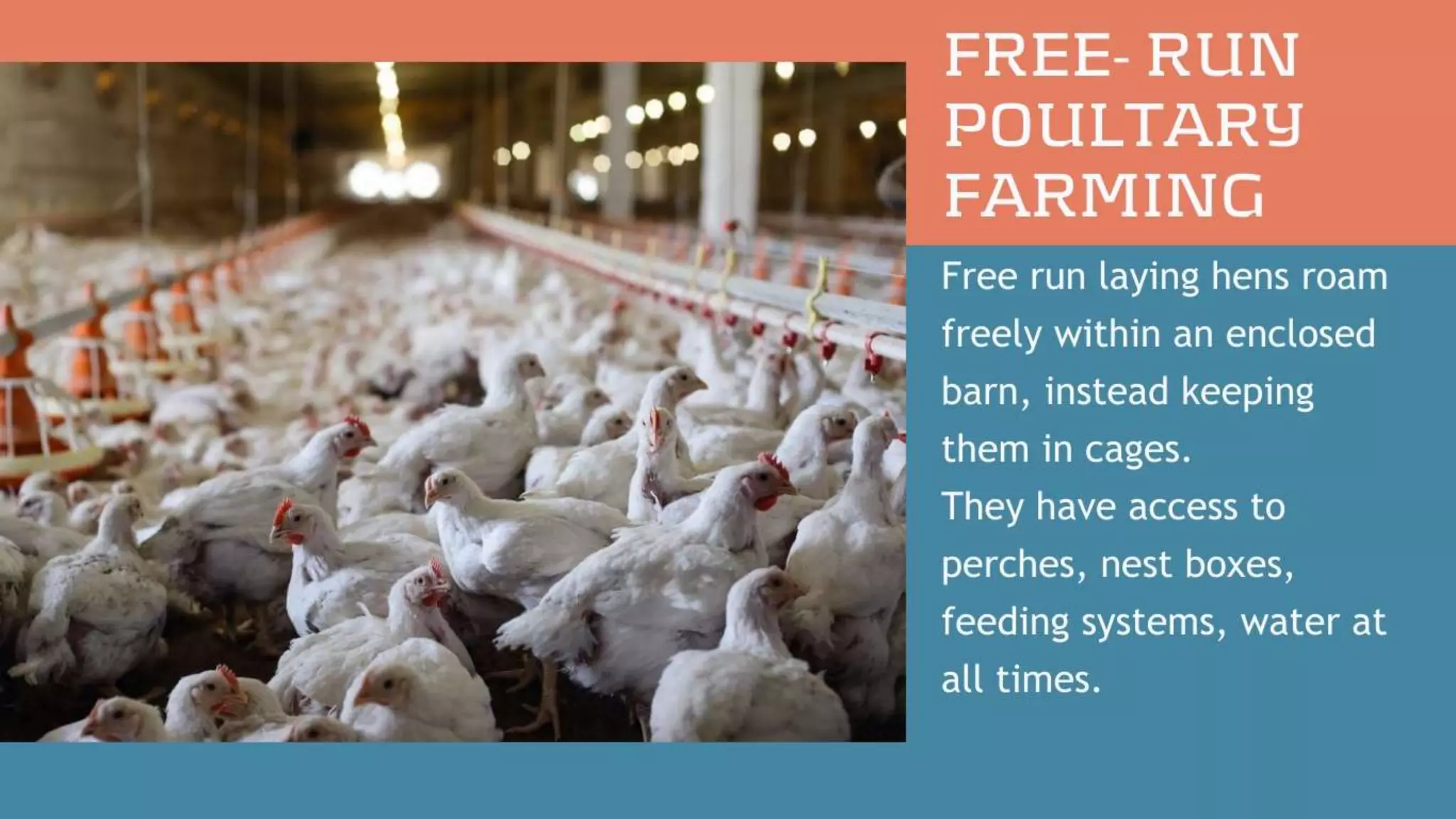 Breeder management in poultry | PPTX