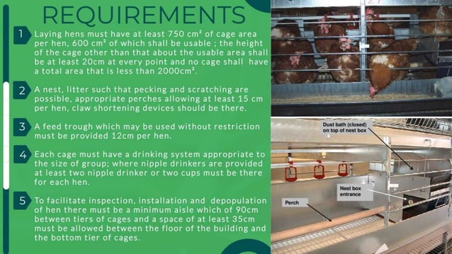 Breeder management in poultry | PPTX