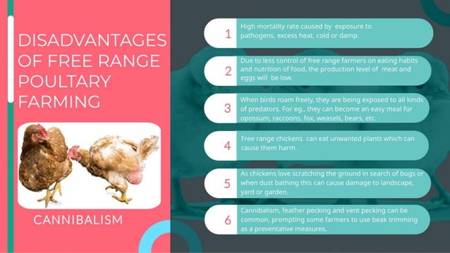 Breeder management in poultry | PPTX