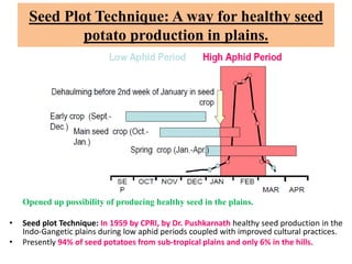 breeder seed production in potato.pptx
