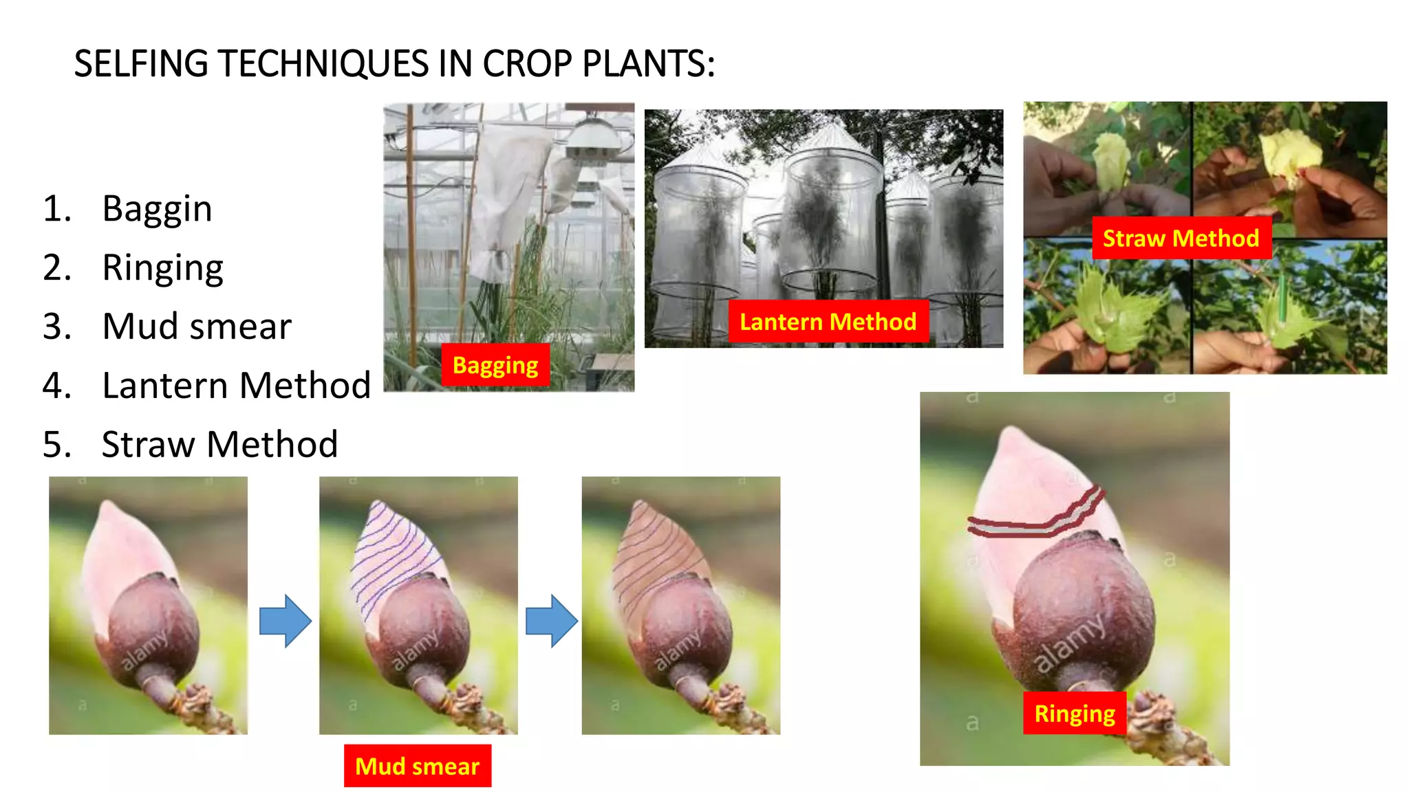 Selfing and crossing techniques in crop plants and Breeders Kit | PPTX