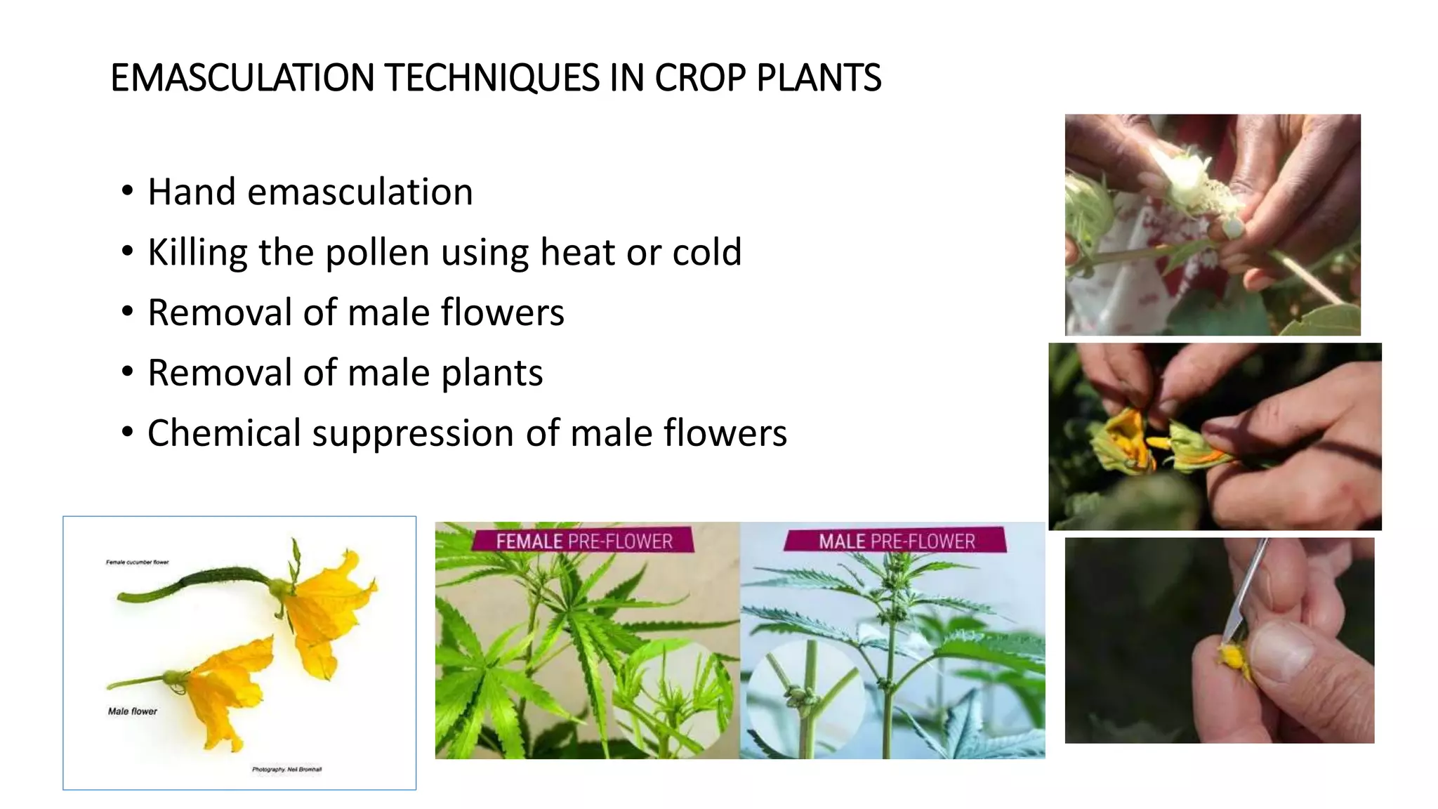 Selfing and crossing techniques in crop plants and Breeders Kit | PPTX