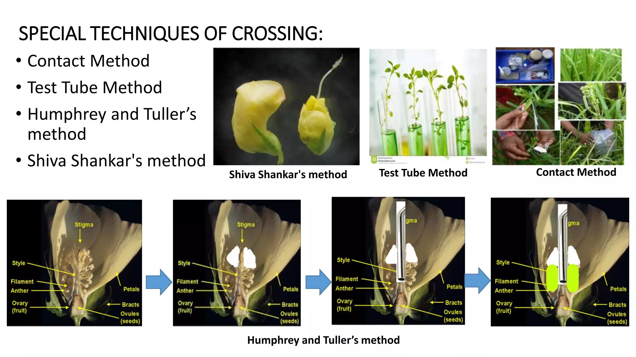 Selfing and crossing techniques in crop plants and Breeders Kit | PPTX