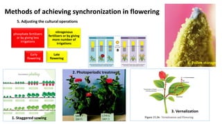 Selfing and crossing techniques in crop plants and Breeders Kit | PPTX
