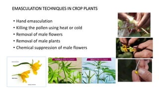Selfing and crossing techniques in crop plants and Breeders Kit | PPTX